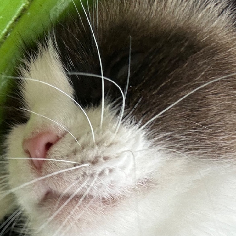 Иконка канала Miu_miu