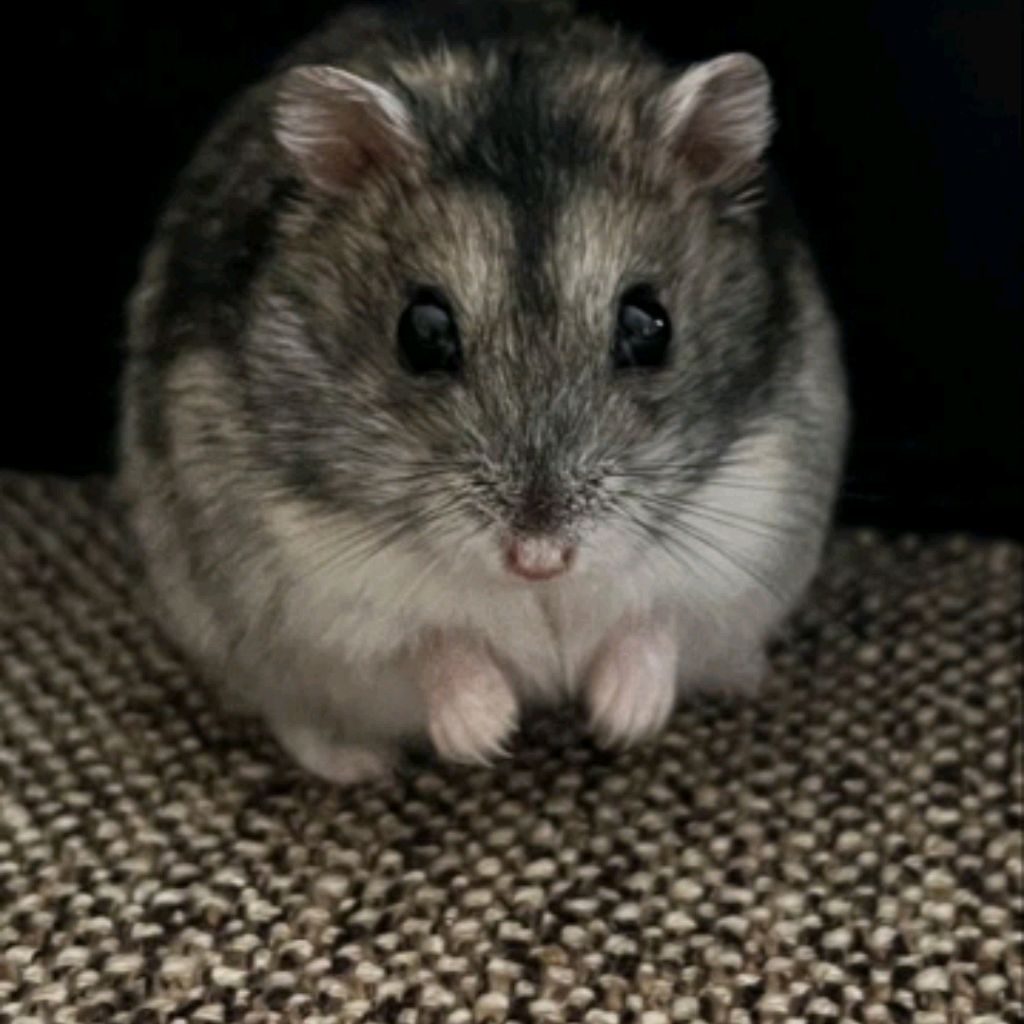 Иконка канала Хомяк ТВ ?