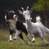 Иконка канала Школа пастушьих собак