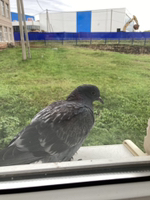 Иконка канала Lesqwek