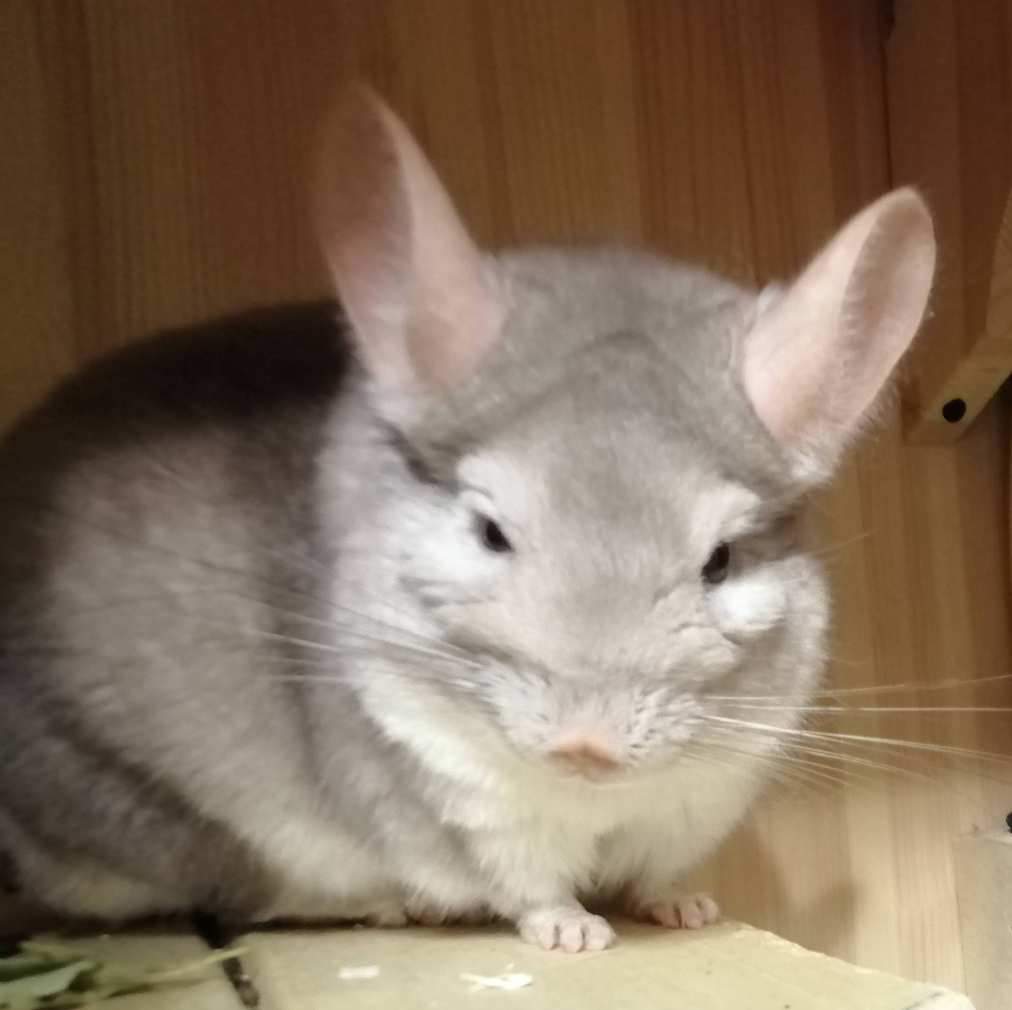 Иконка канала ЕЛЕНА И ЗВЕРЯТА