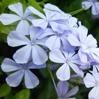 Иконка канала Ацуко Матомато