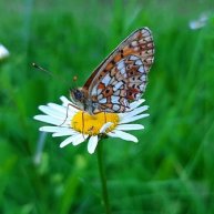 Иконка канала Лара Смирнова