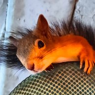 Иконка канала Домашняя белочка Сёмочка (девочка)