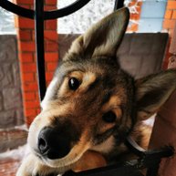 Иконка канала Лайчонок Таймыр