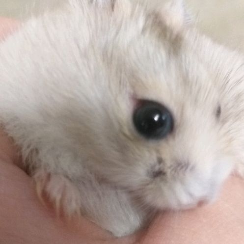 Иконка канала Толстяк  Хома