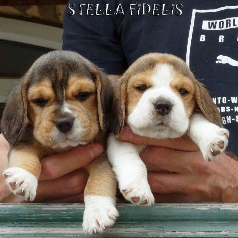 Иконка канала StellaFidelis