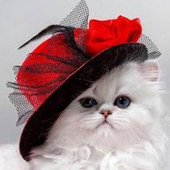 Иконка канала МИР ПОЗДРАВЛЕНИЙ и лев ШЕРХАН