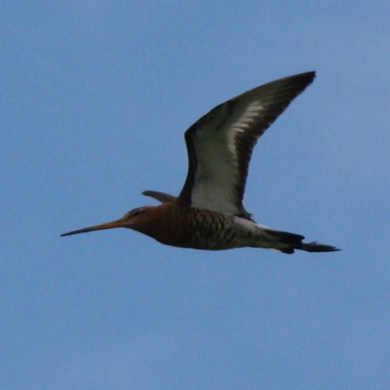 Иконка канала Дано-ответ