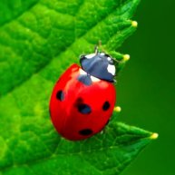 Иконка канала Зеленое Хобби