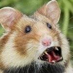 Иконка канала el_motoblock