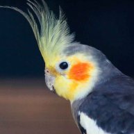 Иконка канала Сделай сам и оставь деньги в семье!