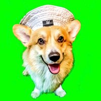 Иконка канала corgi.sirok