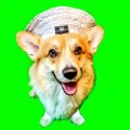 Иконка канала corgi.sirok