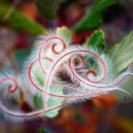 Иконка канала SONALII