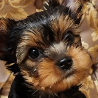 Иконка канала MoskovskiyTalisman2023