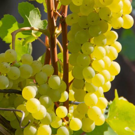 Иконка канала Виноград в Минске