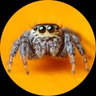 Иконка канала Exotic Paradise