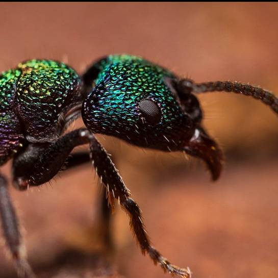 Иконка канала VadimAnt - Канал о муравьях