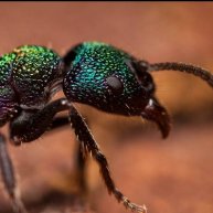 Иконка канала VadimAnt - Канал о муравьях