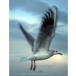 Иконка канала StreamTV