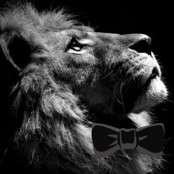 Иконка канала danya-lion