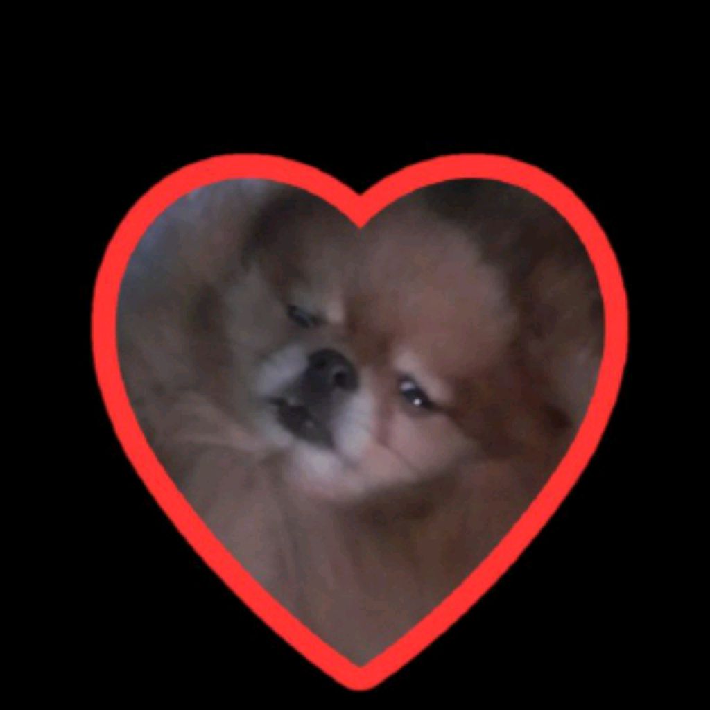 Иконка канала РУССКИЕ ПСЫ