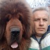 Иконка канала Питомник тибетских мастифов