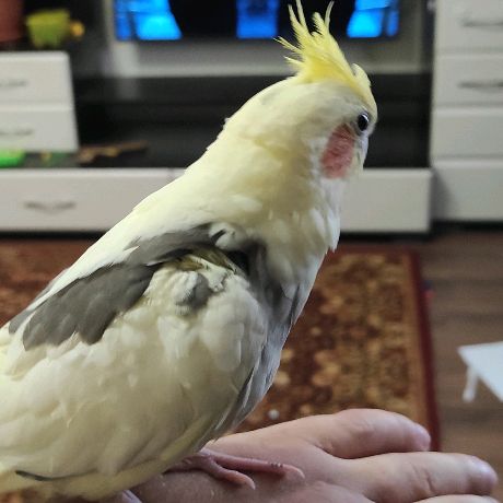 Иконка канала morozps