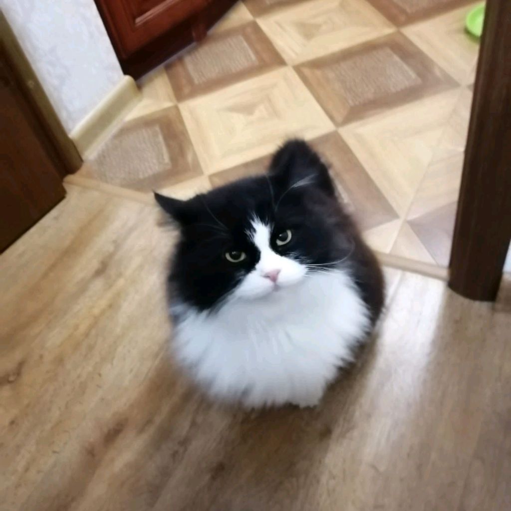 Иконка канала Царь Бонифаций