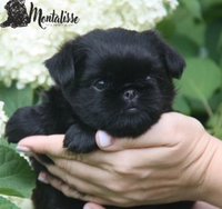 Иконка канала Montalisse