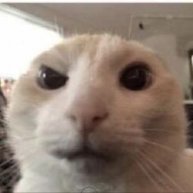 Иконка канала Мявчик