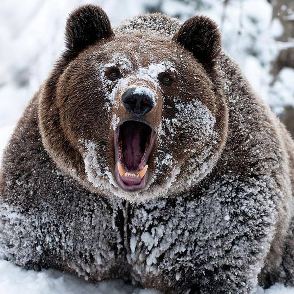 Иконка канала МиШGUN