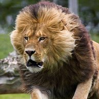 Иконка канала Дикая-природа