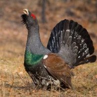 Иконка канала foresttravel29