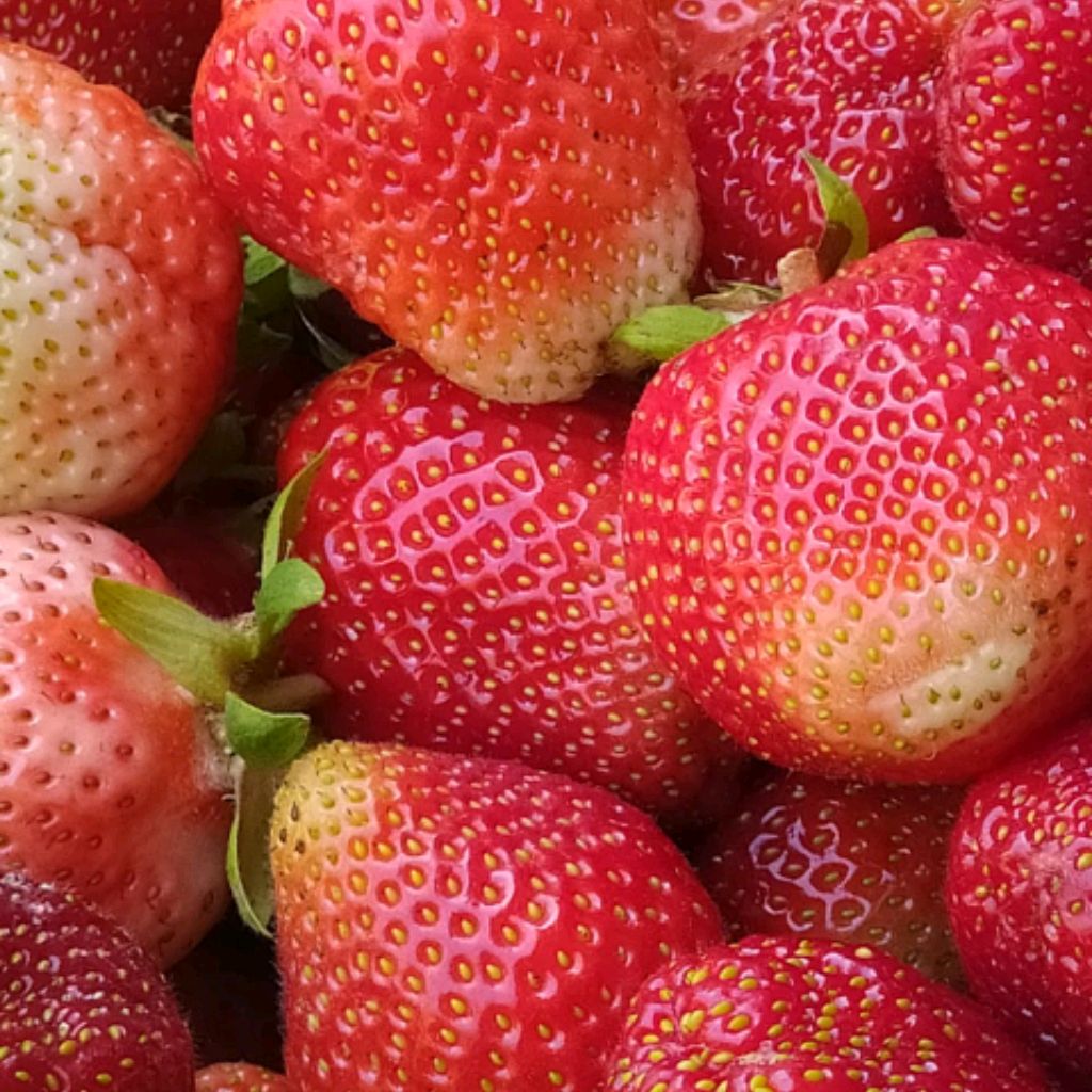 Иконка канала fotovid