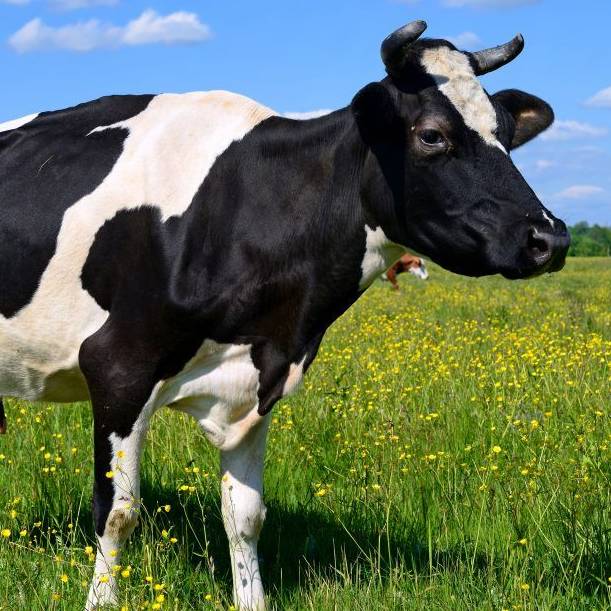 Иконка канала Навозоудаление на ферме