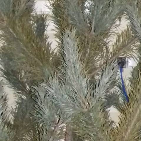 Иконка канала ссср