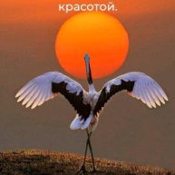 Иконка канала DILL