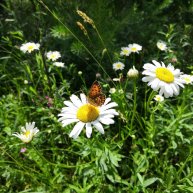 Иконка канала Дневник провинциалки