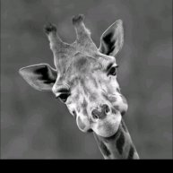 Иконка канала Животный Мир ? планеты ✌️