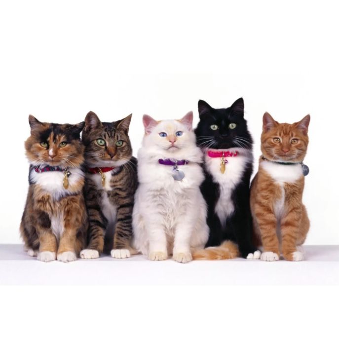 Иконка канала Первый кошачий