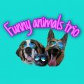 Иконка канала Funny animals trio