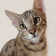 Иконка канала СМЕШНЫЕ КОТЫ ?
