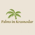 Иконка канала Пальмы в Краснодаре