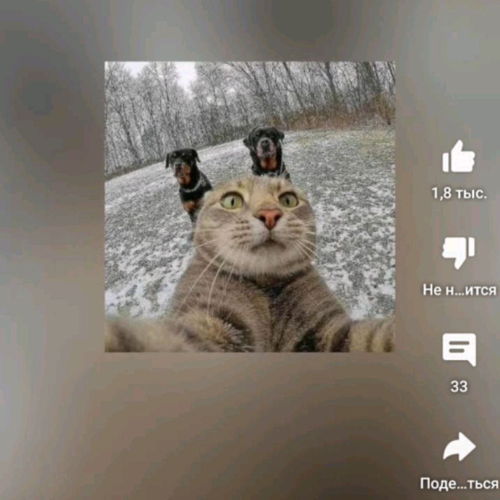 Иконка канала Кот против собак