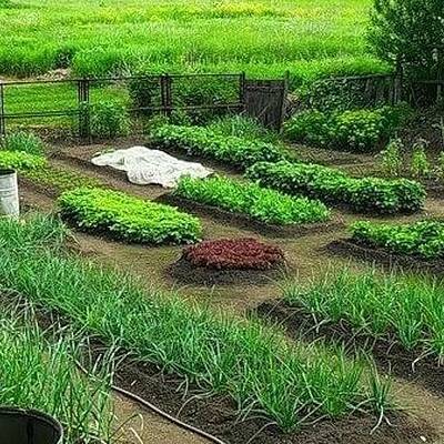 Иконка канала Простой огород