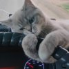 Иконка канала Trucker_cat