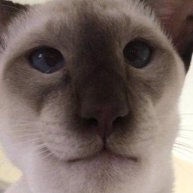 Иконка канала LVPD_DWAYNE_GONZALEZ