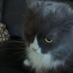 Иконка канала игры пашки